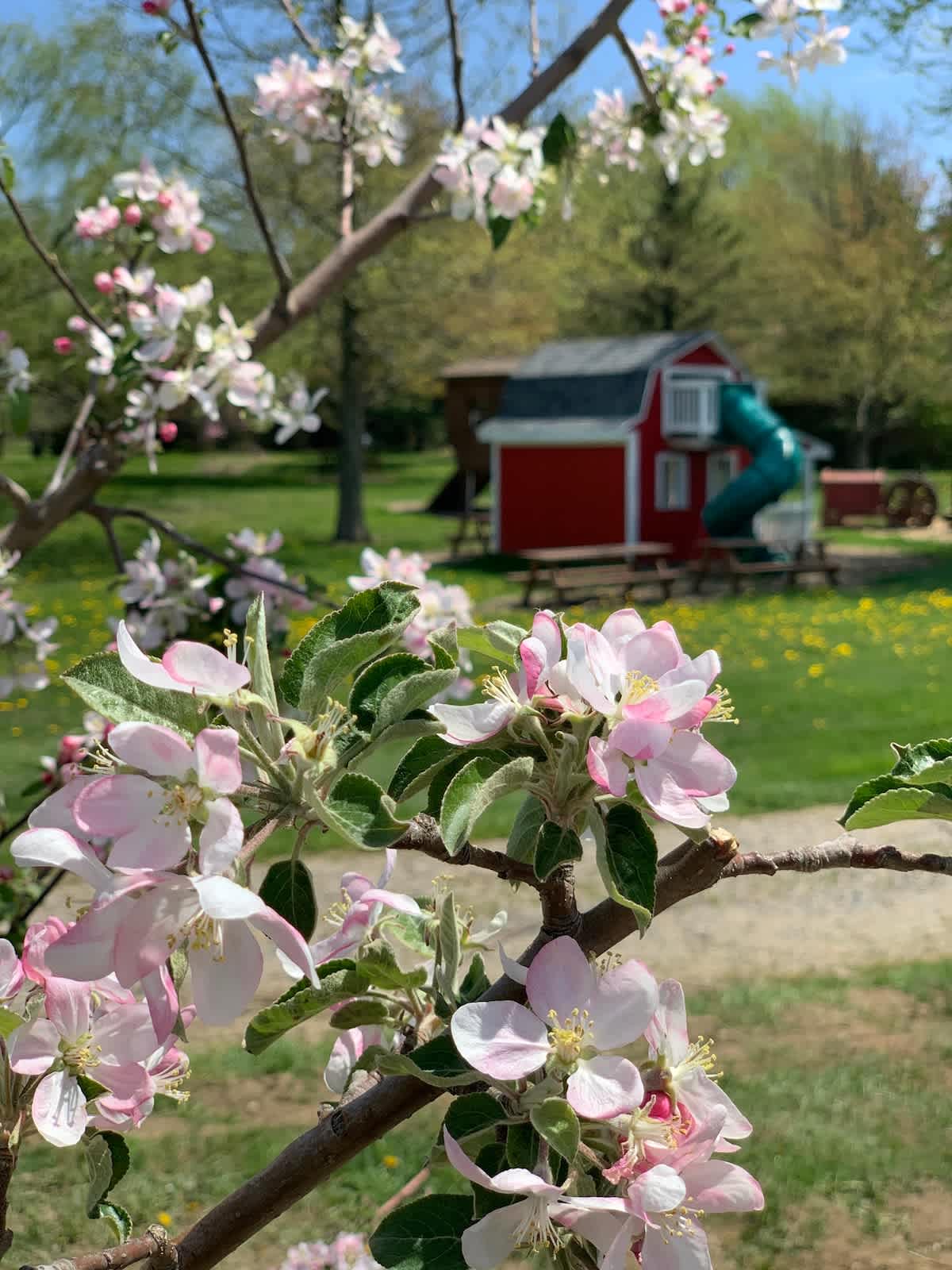 The Cortland Cottage at Brant's Apple Orchard | Ashtabula | Rustic ...