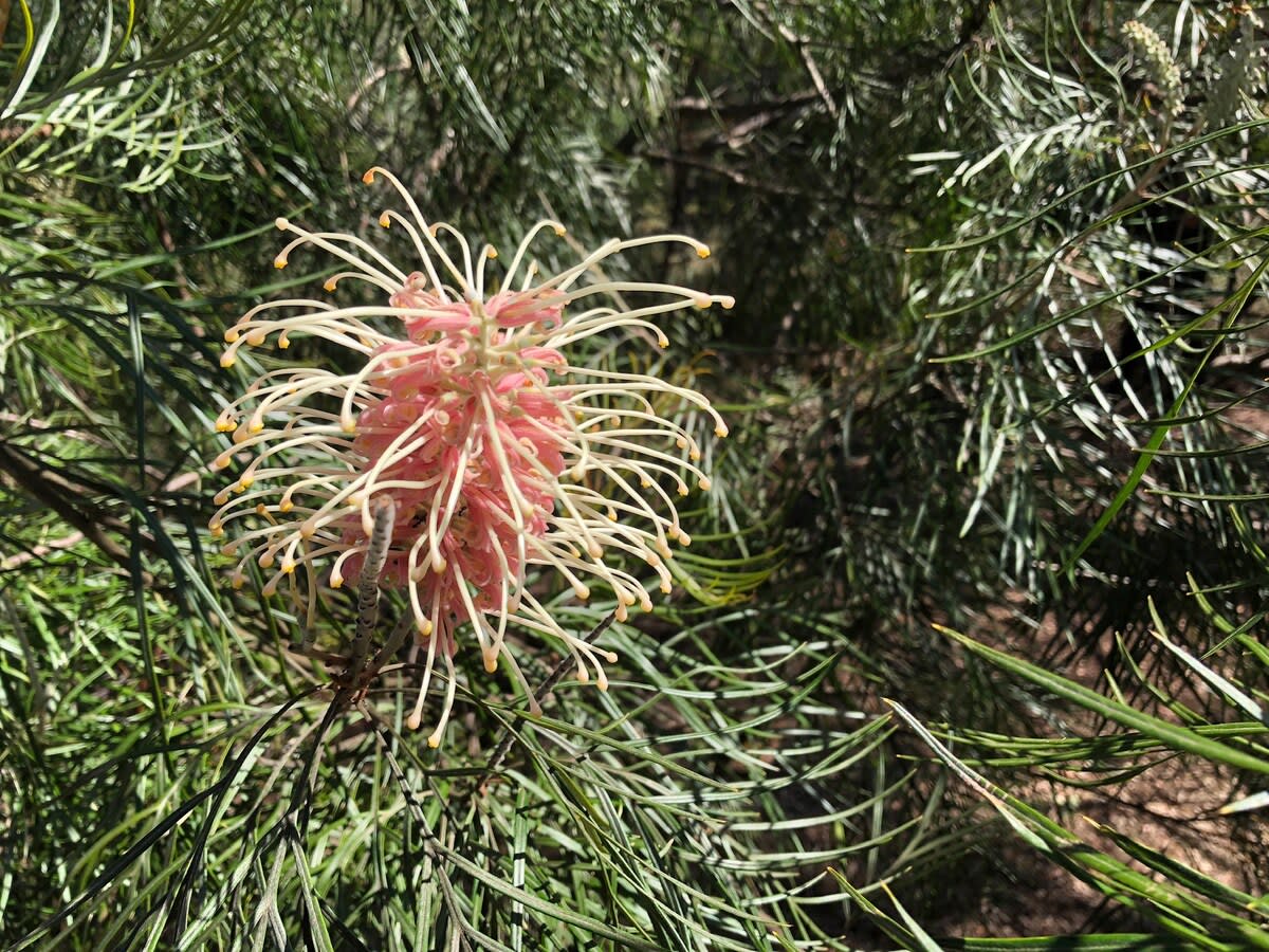 Tree Tops Luxury Studio | Ravensbourne | Ravensbourne Escape