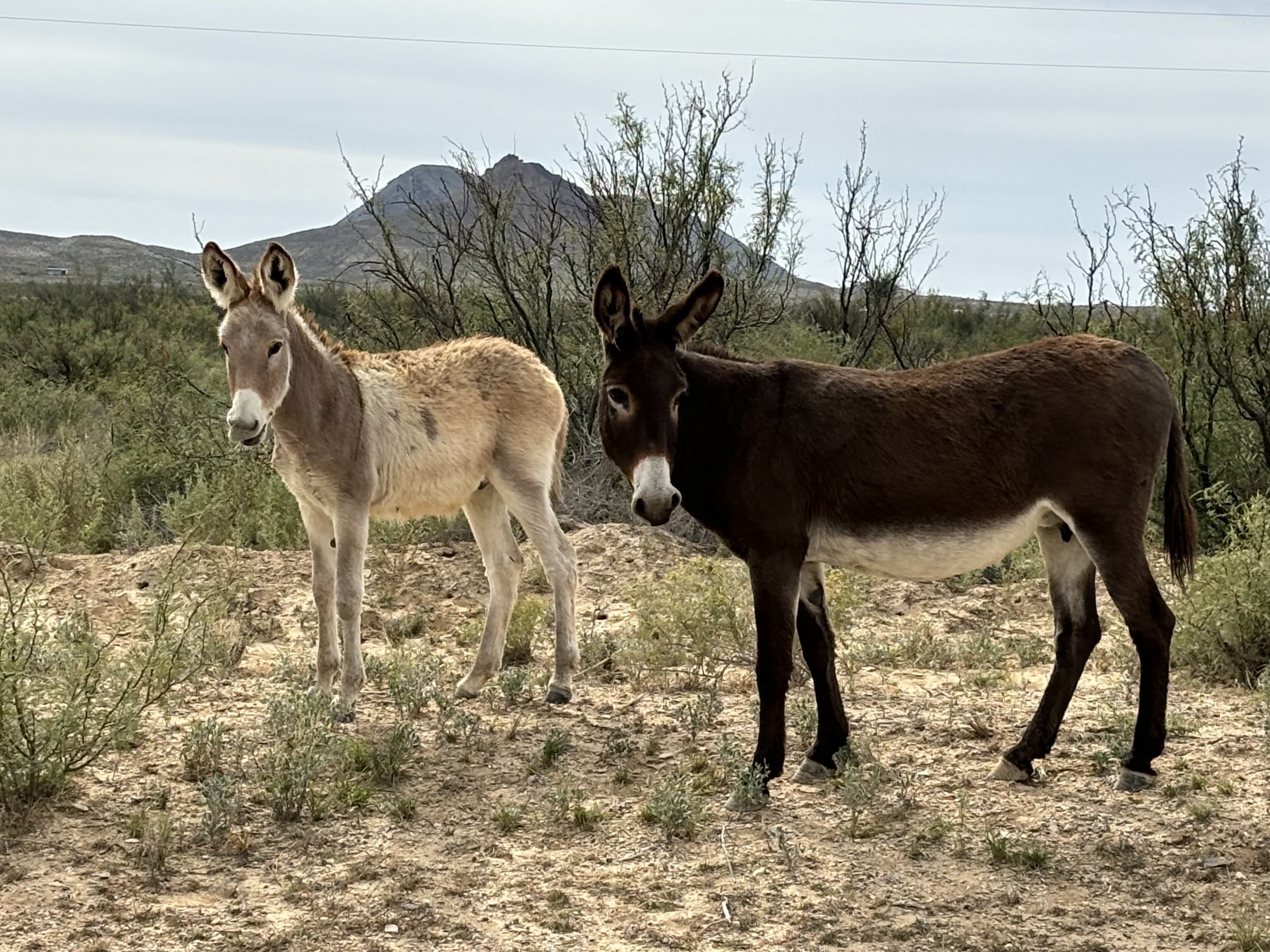 Desert Quail Oasis: Style, Comfort & Easy Access | Terlingua | Big Bend ...