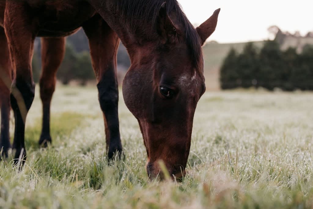 Moraea Farm, Berry - by Linnaeus Collection | Berry | Linnaeus Collection